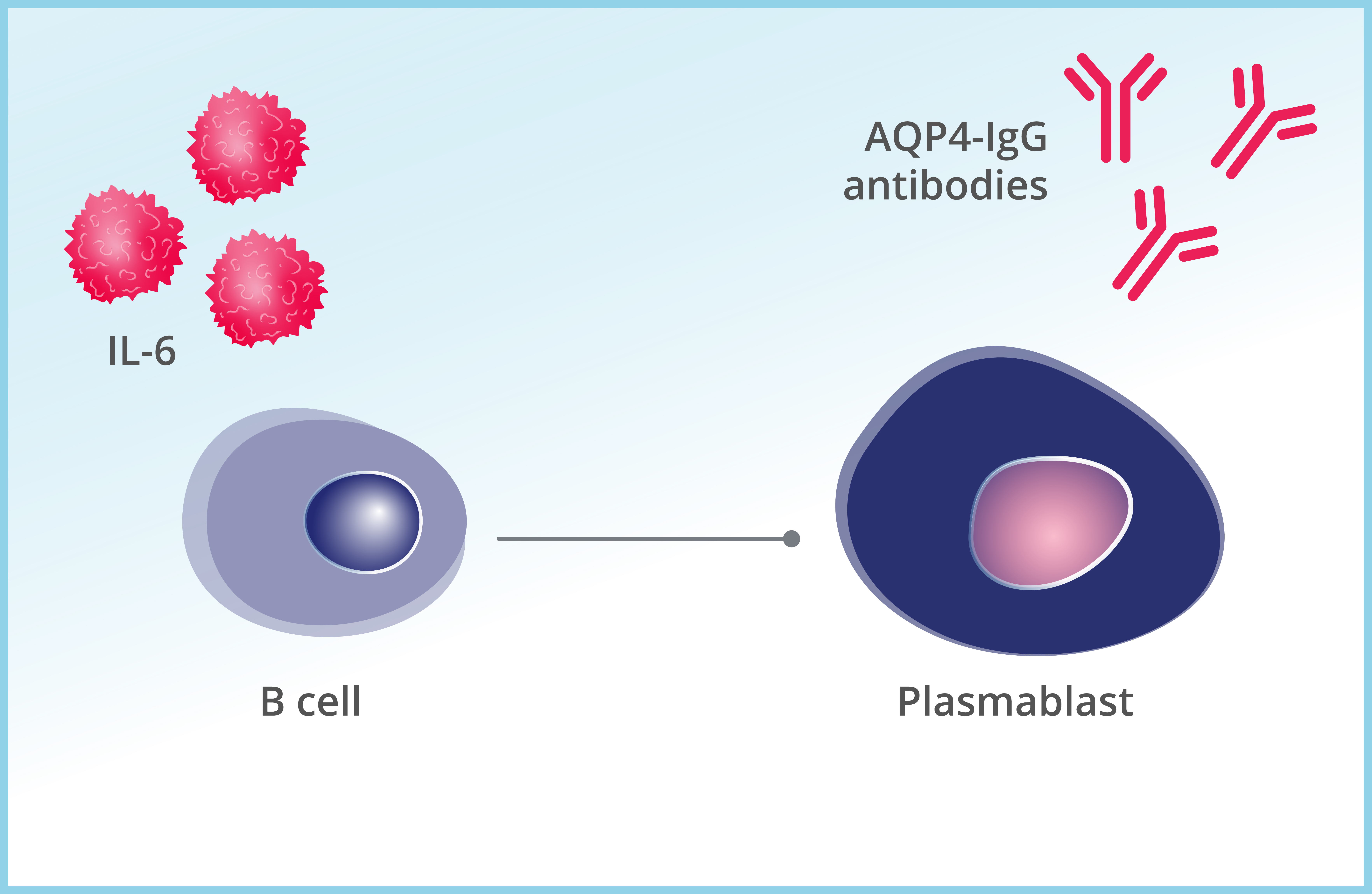 ENSPRYNG® (satralizumab) Mechanism of Action (MOA) | Neuromyelitis ...