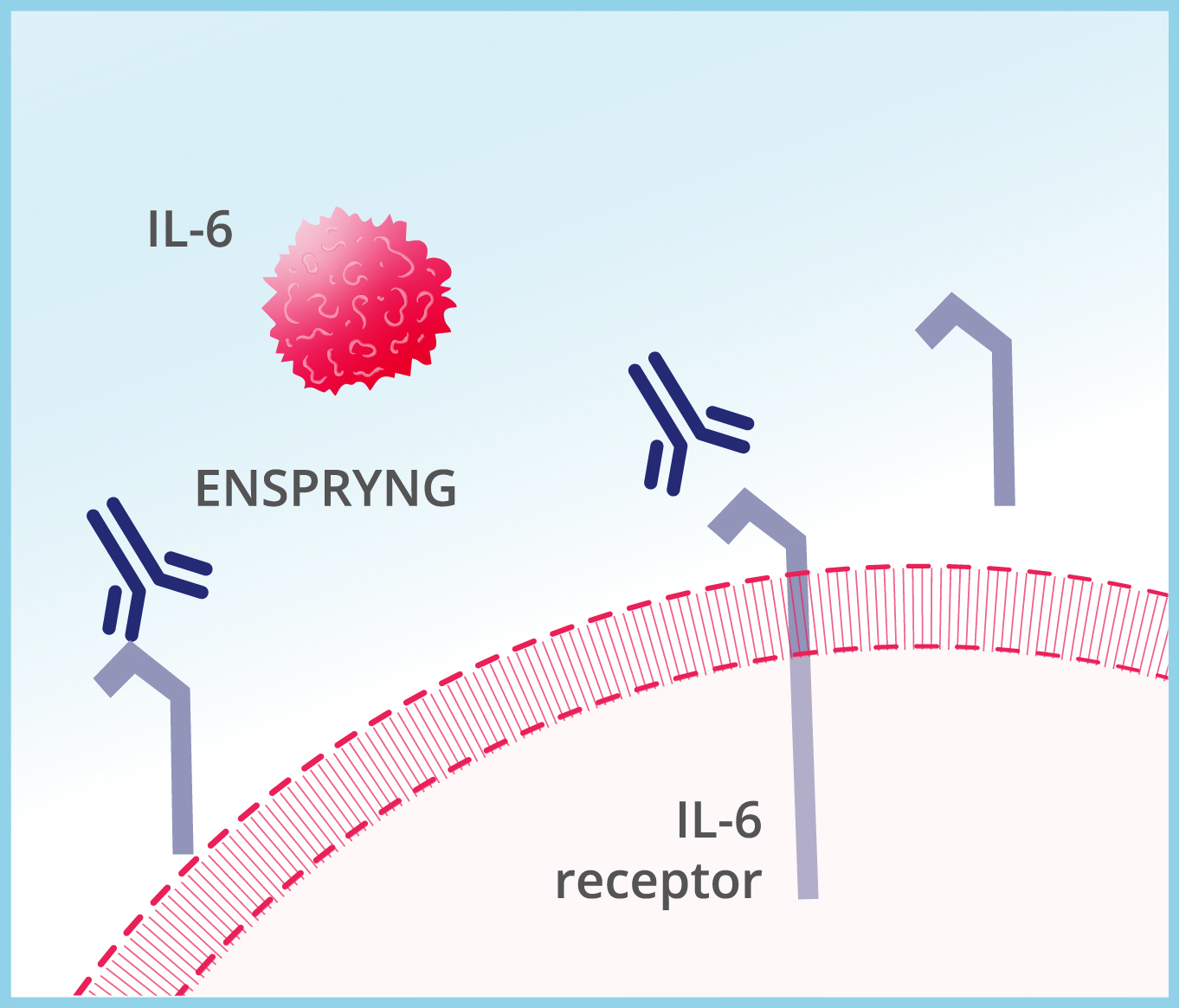ENSPRYNG® (satralizumab) Mechanism of Action (MOA) | Neuromyelitis ...